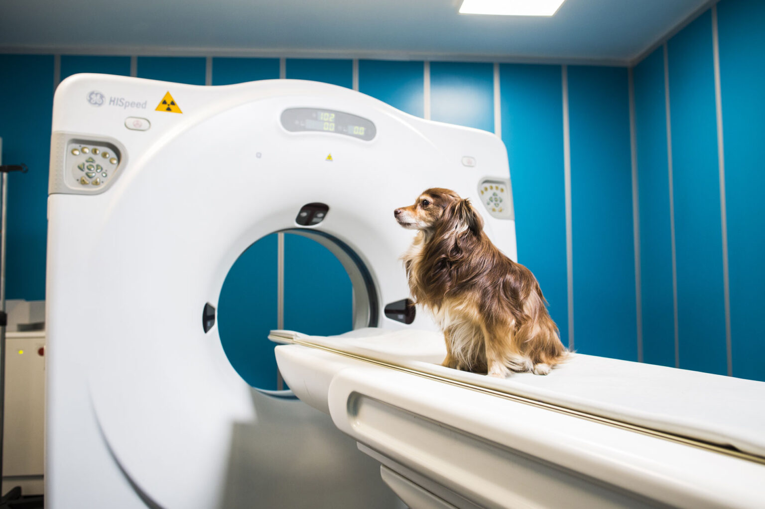 Quanto costa fare una TAC al cane? Analisi dei prezzi in Italia